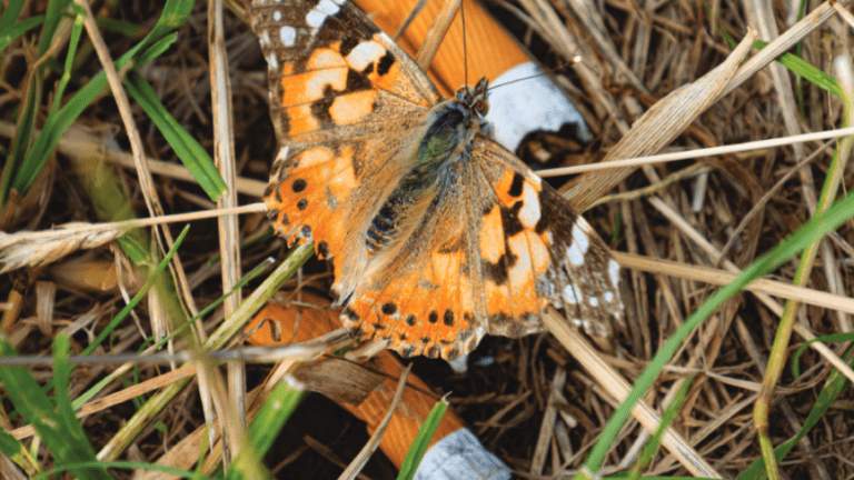 Resources and campaigns - My Waste